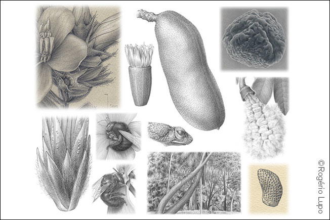 Botanical Art & Illustration courses - Adult Education at the New York ...