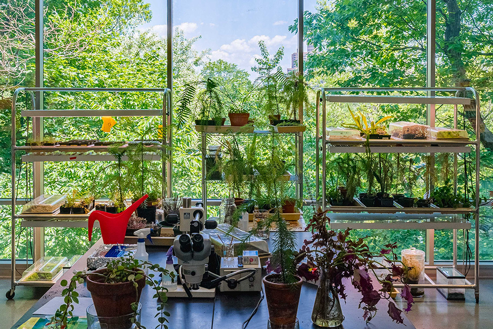 Botany courses - Continuing Education at the New York Botanical Garden