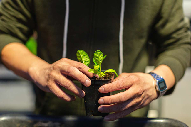 Horticulture courses - Adult Education at the New York Botanical Garden