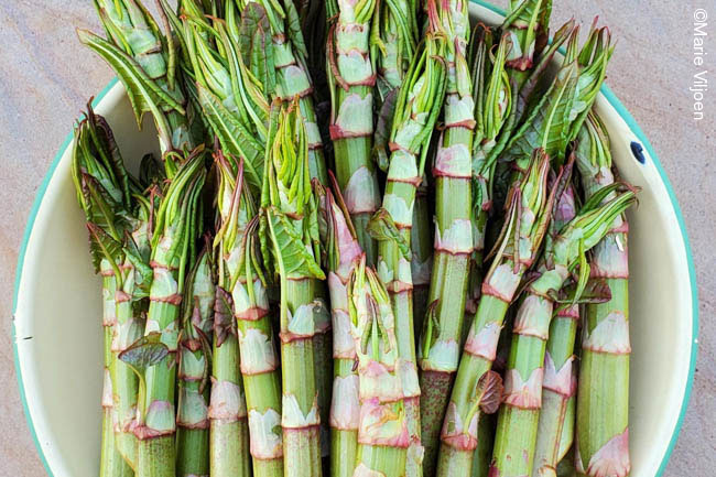 Japanese Knotweed: Edible Invasive - Continuing Education at the New ...