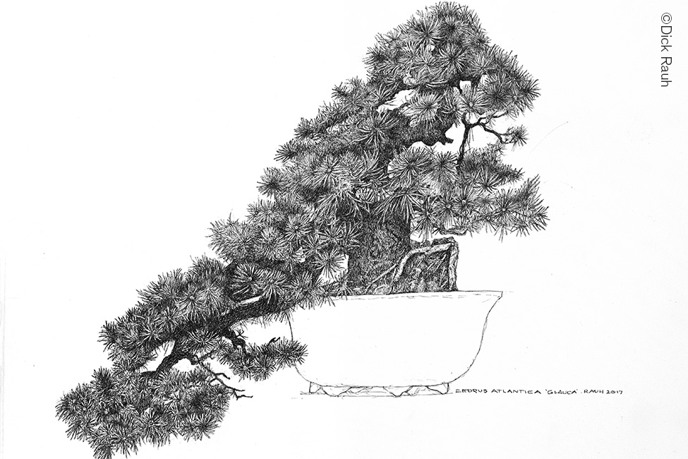 Conifer Drawing