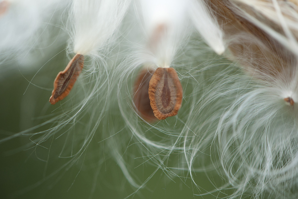 Botany courses - Continuing Education at the New York Botanical Garden