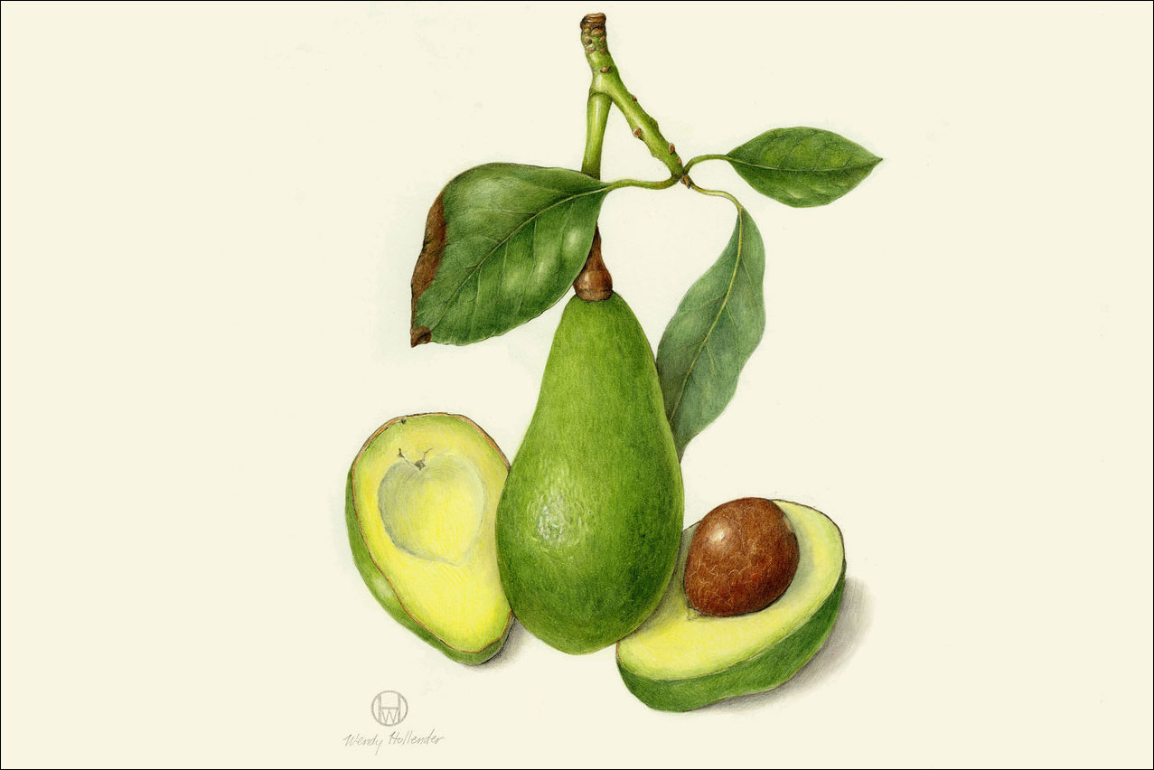 Botanical Art & Illustration courses - Adult Education at the New York ...