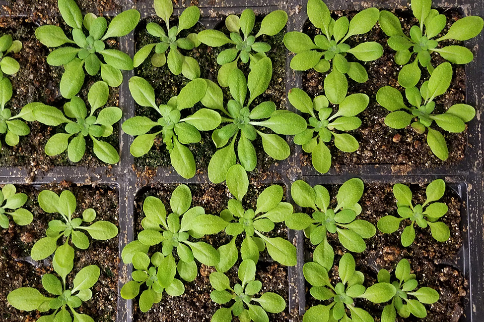 Botany courses - Continuing Education at the New York Botanical Garden